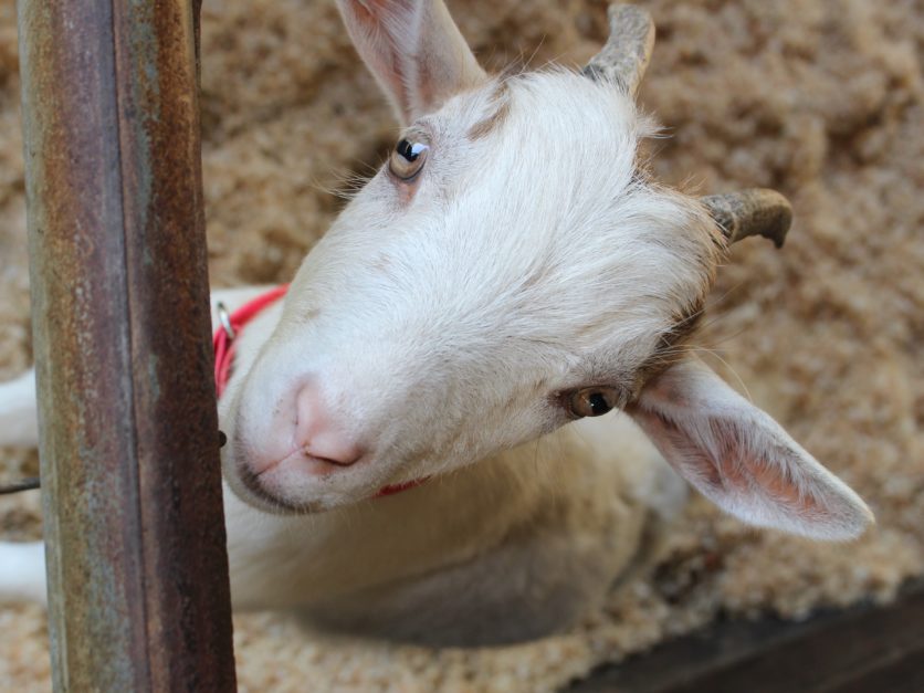 How to deal with thrush in goats and sheep Anna's Musings