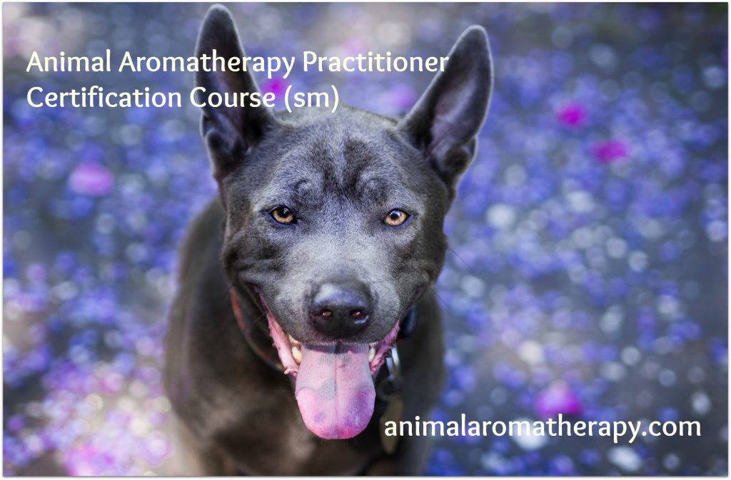 Animal Aromatherapy Course Review Anna S Musings